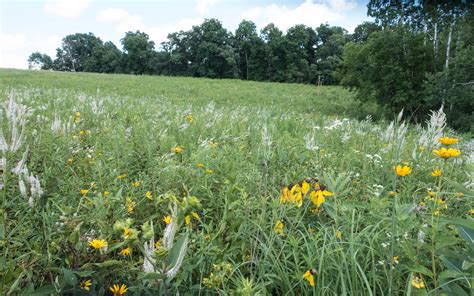 Home Driftless Prairies Native Ecosystems