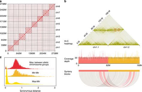 Assembly Similarity And Divergence Of Allelic Chromosomes A Overview Download Scientific