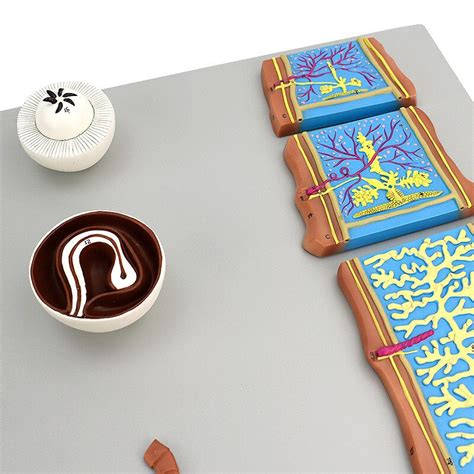 Comparative Tapeworm Model