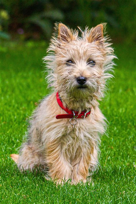 Nombres De Razas De Perros Pequeños Las 10 Razas De Perros Más