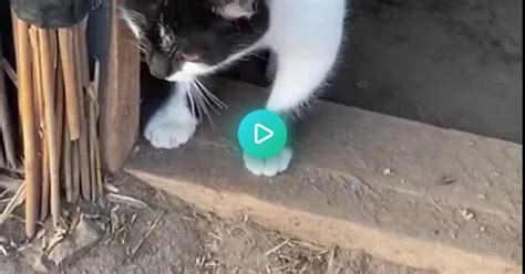 Ukrainian Soldier Makes A Cat Checkpoint In His Trench Album On Imgur