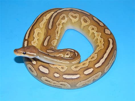 Morph List World Of Ball Pythons