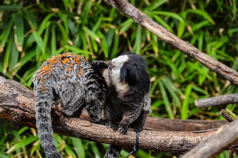 Premium Photo Small Black And White Monkey