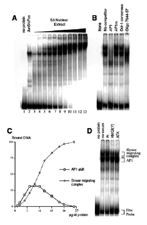 Cooperative Formation Of A Higher Order Complex Containing Ap1 And Download Scientific Diagram