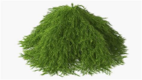 Acacia Cognata Mini Cog 3d Model 29 3ds Blend C4d Fbx Max Ma Lxo Obj Free3d