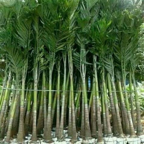 Jual Pohon Palem Putri Kota Tangerang Rizky Palm Tokopedia