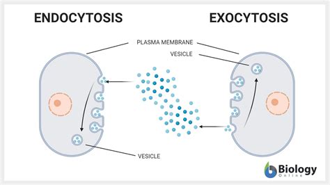 Exocytosis Diagram