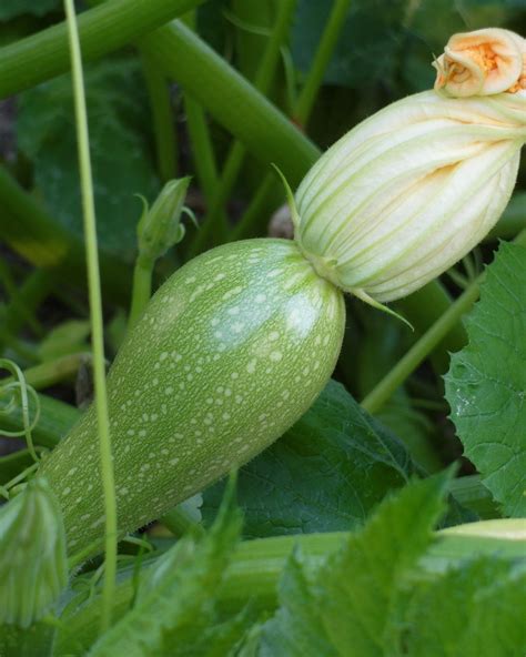 Summer Squash Varieties 20 Different Squash Types And How To Use Em