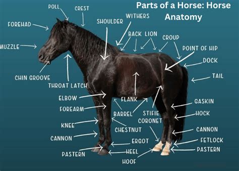 Parts Of A Horse Horse Anatomy 41 Parts With Pictures