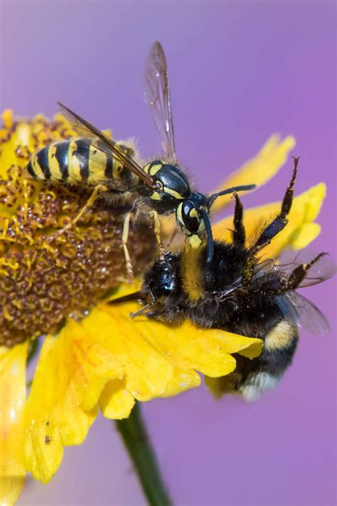 Diferencia Entre Avispa Y Abeja ¿cuál Pica Y Cuál Muerde Así Lo Puedes Evitar