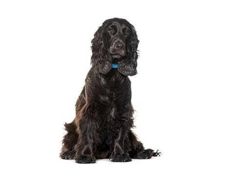 13 Cocker Spanial Royalty Free Photos And Stock Images Shutterstock
