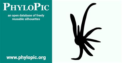 Polypodium Hydriforme Cc0 10 Phylopic