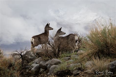 Mule Deer Migration Corridor Field Trip Eastern Sierra Land Trust