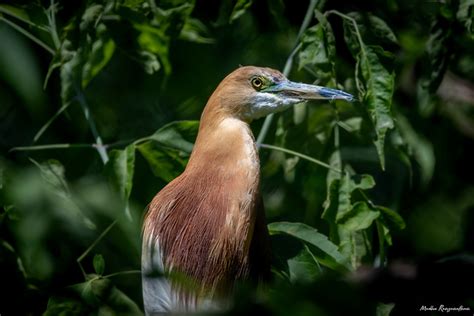 Madhu Ranganathan Flickr