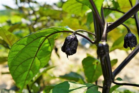 Buena Mulata Peppers The Purple Heirloom Cayenne Pepper Geek