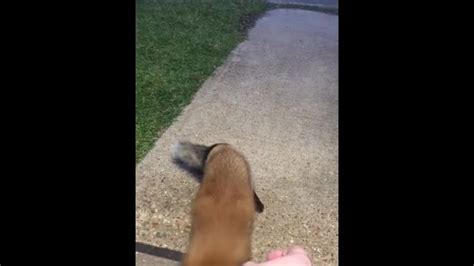 Fox Fucks Up Some Bread Xxx Mobile Porno Videos And Movies Iporntvnet