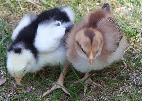Java Breeders Mottled Java Chicks