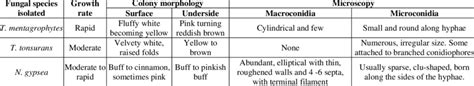Characteristics Of The Identified Species Of Fungi Causing Tinea Capitis Download Scientific