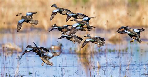 Understanding Waterfowl Balanced Diets Ducks Unlimited