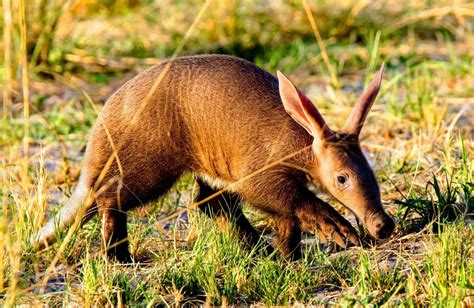Aardvarks