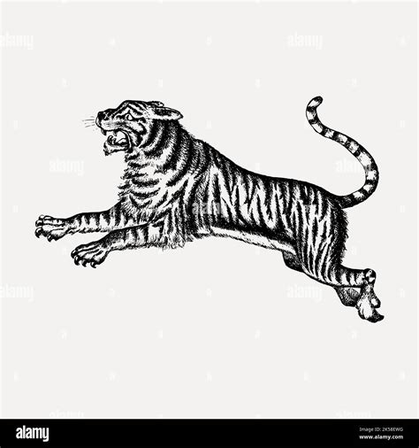 Tiger Leaping Drawing