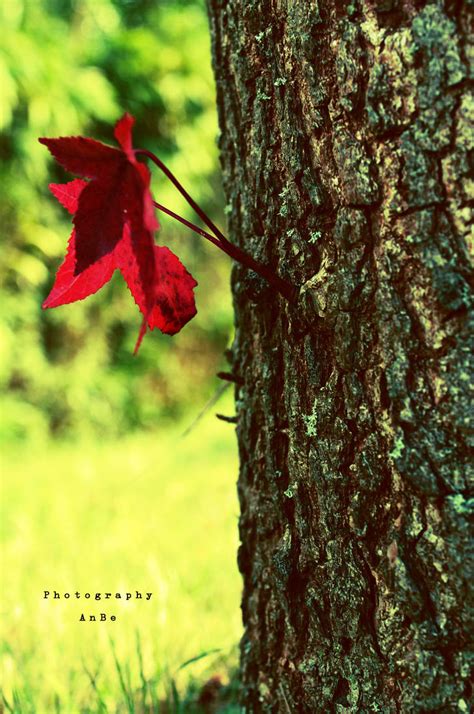 Redleafs X By Anbec On Deviantart