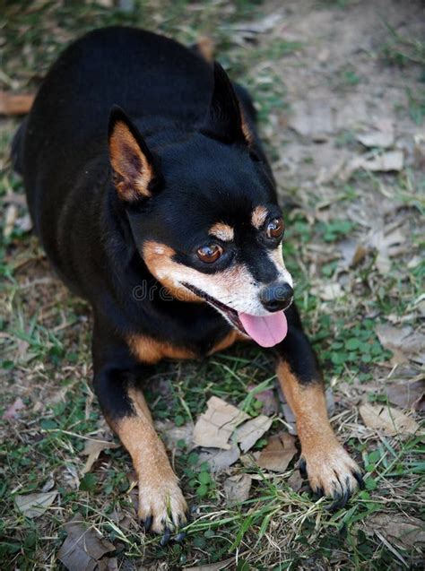 Pinscher Diminuto Gordo Preto Imagem De Stock Imagem De Parelha Jogar 51370933