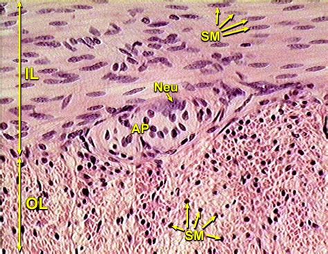 Myenteric Plexus Histology Auerbachs Plexus Colon Light Microg
