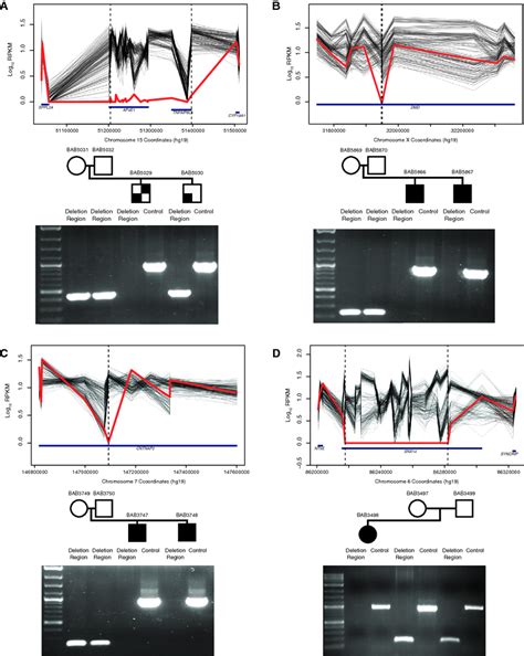 Homozygous And Hemizygous Cnvs A Homozygous Deletion Encompassing