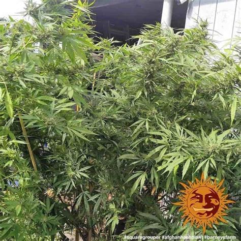 Afghan Hash Plant Régulière Barneys Farm Roots Seeds Fr