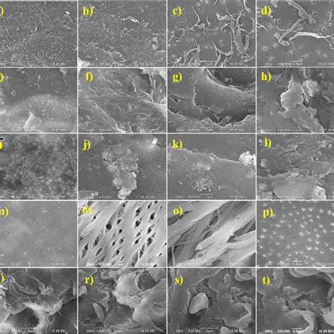 Sem Photographs Of Chitin From Crustacean Shell Waste A B C