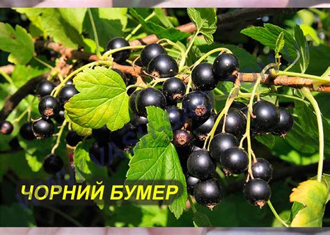 Плодовий розсадник, продаж сажанців, Екзотика, сорт сородини, фото ...
