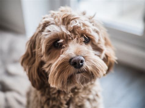 Internet In Stitches As Cockapoo Reveals What Hes Hiding Under His Paw