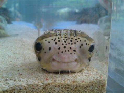 Smiling Puffer Fish Aquarium Of Niagara On X Balloonfish Are Known