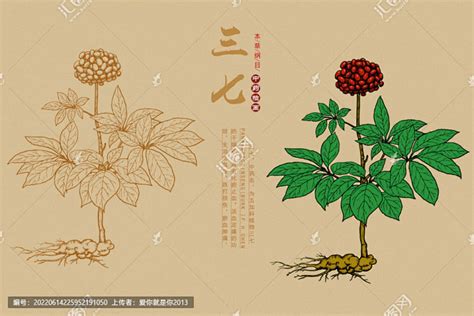 三七 三七包装 中医养生 中医文化 中草药 中草药包装插画 中药大全 人参三七 手绘三七 手绘中草药 手绘值物花草 田七