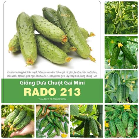 Hạt Giống Dưa Chuột Gai Mini Shopee Việt Nam