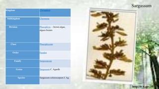 Phaeophyta Pptx