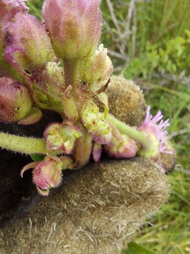 Liothrips Tractabilis · Inaturalist Ecuador