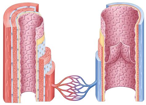 Peripheral Neuropathy Vs Peripheral Artery Disease Ae