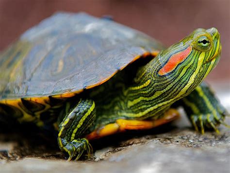 Tortuga De Orejas Rojas Adulta
