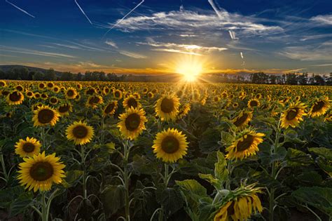 Free Picture Sunflower Plantation Sunrays Backlight Sunshine