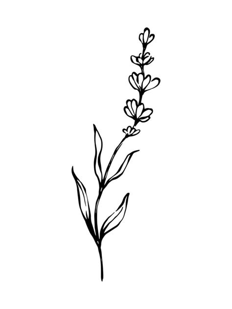 Lavender Plant Drawing How To Draw Lavender