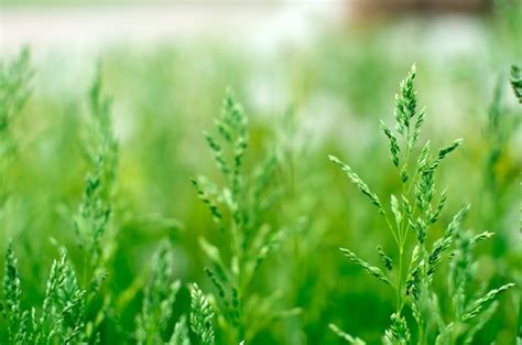 Premium Photo Grass Macro Photo As Background
