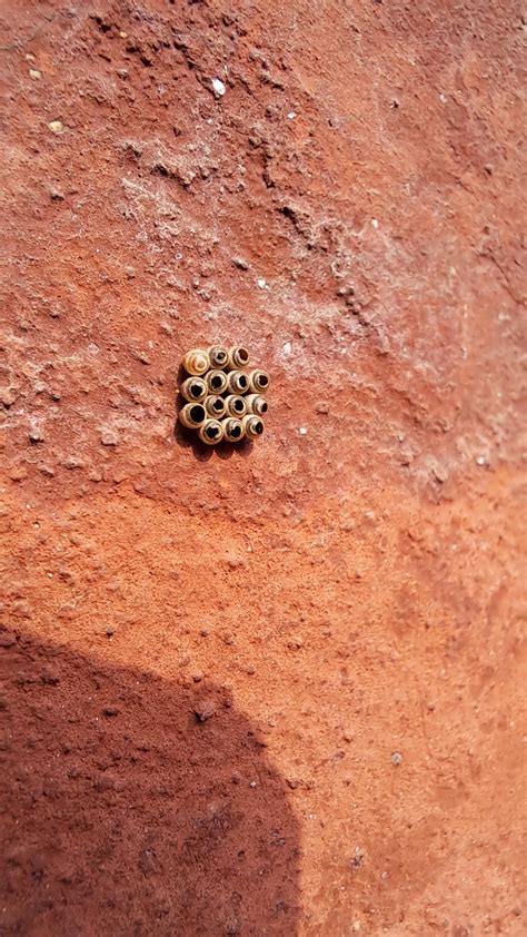 Tiny Eggs On An Outdoor Wall Too Small To Even Find Anything To Scale Maybe Less Than A