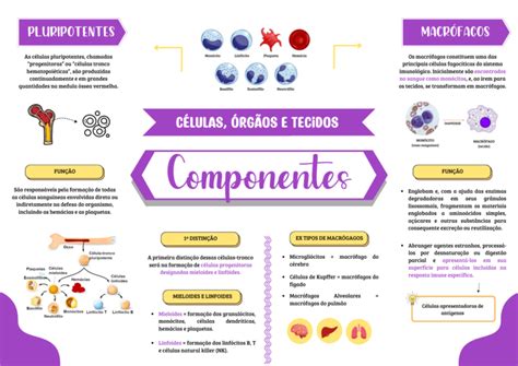 Imunologia Mapeada Mais Resumos