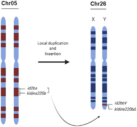Evolutionary Origin Of The Arapaima Y Chromosome Schematic