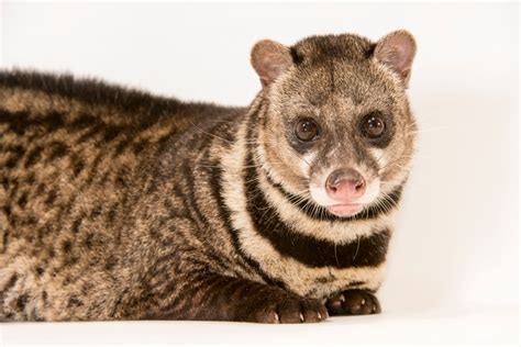Civet Wallpapers 30 Images Wallpapercat