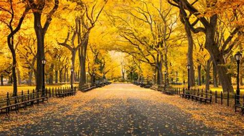 Bing Image Autumn In Central Park New York United States Bing