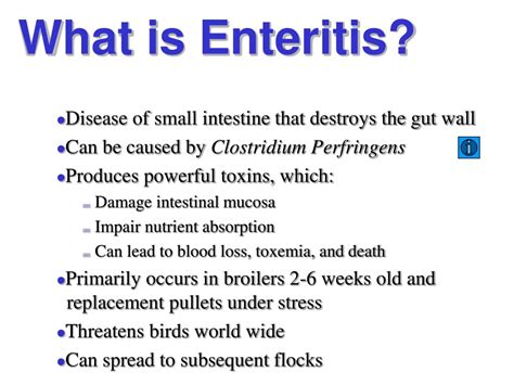 Ppt Enteritis In Poultry Powerpoint Presentation Free Download Id 456570