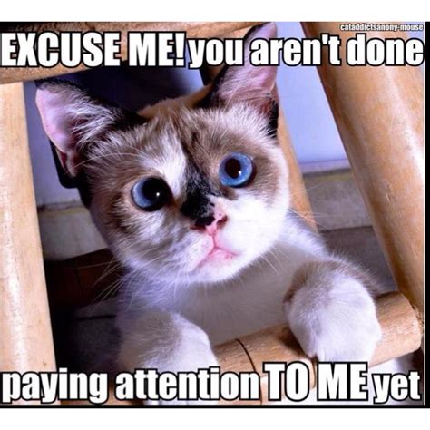 Pay Attention To Me Meme